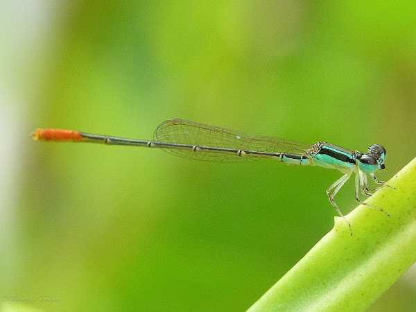 Damselflies | Project Noah