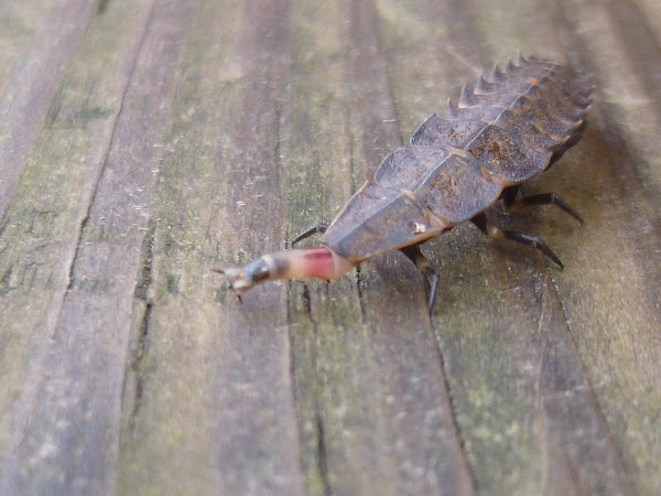 Firefly(larva) | Project Noah