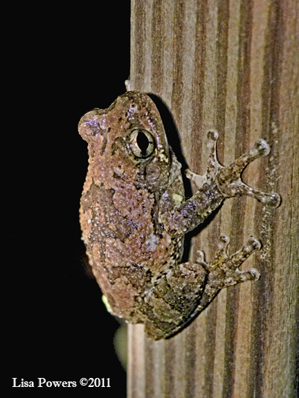 Cope's Gray Treefrog | Project Noah