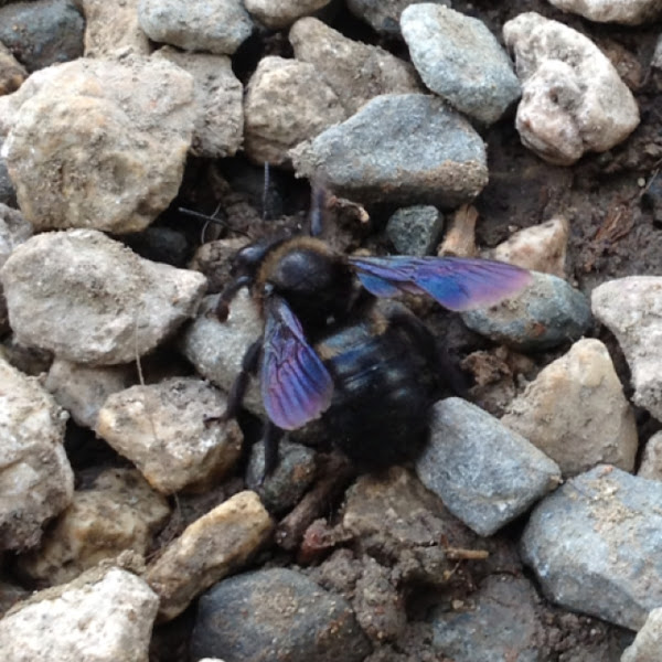 Carpenter bee | Project Noah