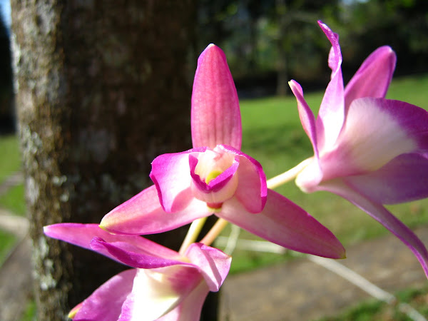 Orchid | Project Noah