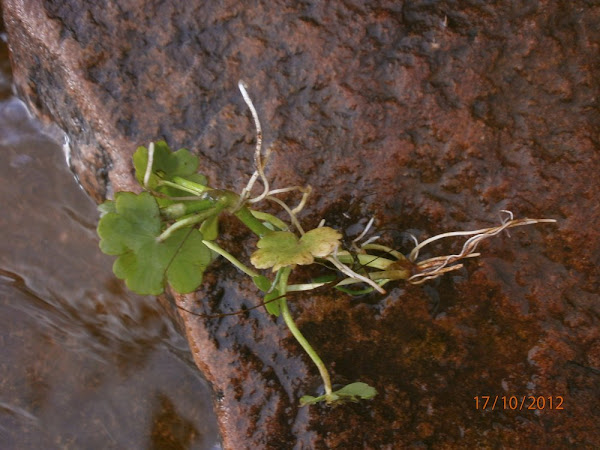 Clover? | Project Noah