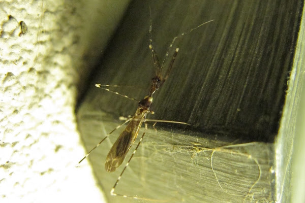 Thread-legged Bug | Project Noah