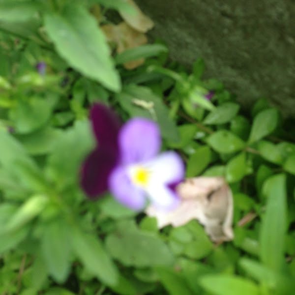 Violets | Project Noah