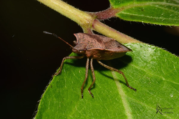 Brown Stink Bug | Project Noah