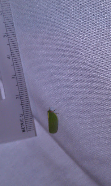 Plant hopper | Project Noah