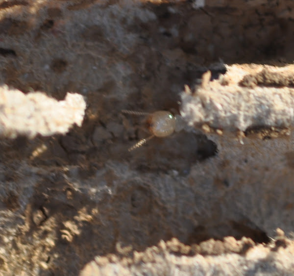 Subterranean termite | Project Noah