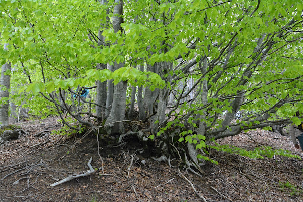 small beech trees | Project Noah