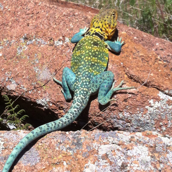 Common collared lizard | Project Noah