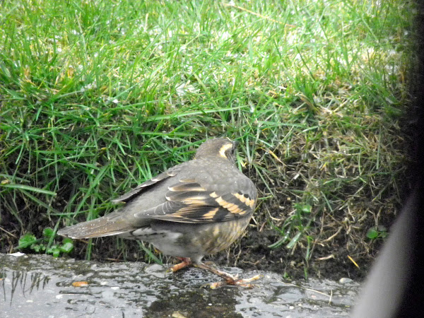 Varied Thrush | Project Noah