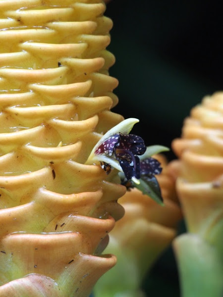 Beehive Ginger | Project Noah