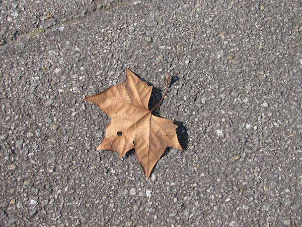 Sycamore tree(Plátano) | Project Noah