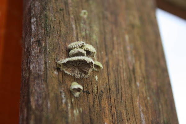 Split Gill | Project Noah