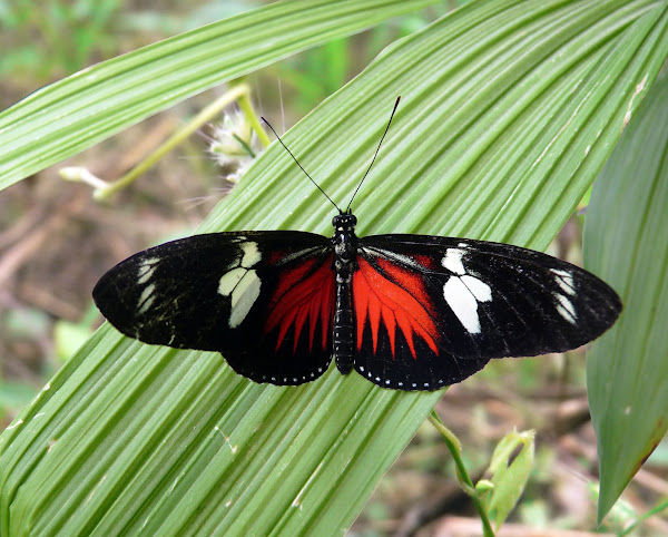 Butterfly - Mariposa | Project Noah