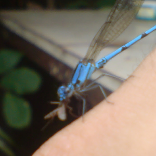 Damselfly / Libélula | Project Noah