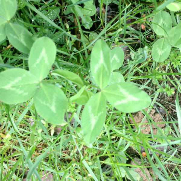 Red Clover | Project Noah