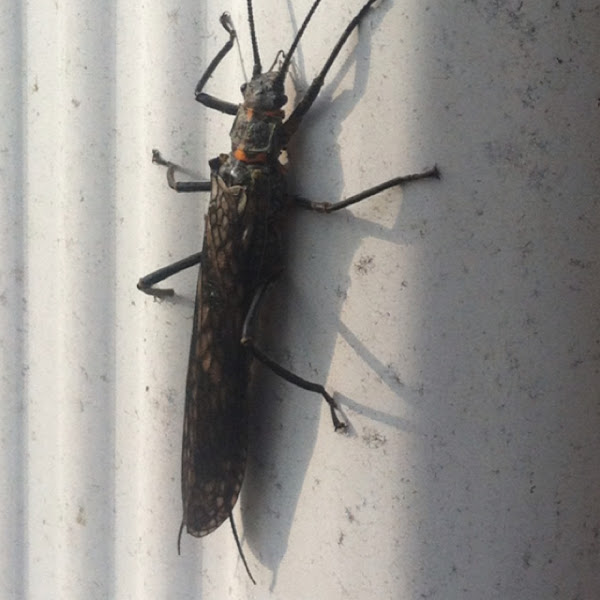 Giant stonefly | Project Noah