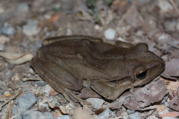 Common Treefrog | Project Noah