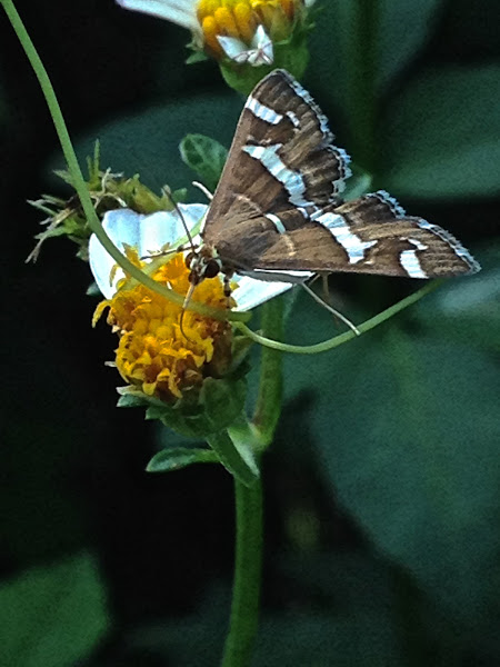Beet Webworm Moth | Project Noah