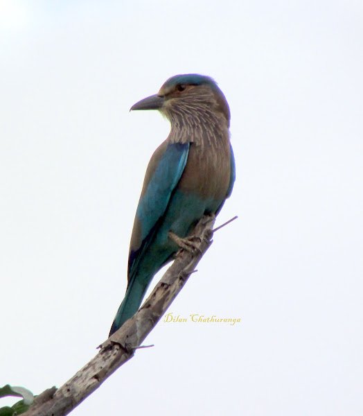 Indian Roller | Project Noah