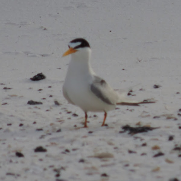 Least Tern | Project Noah