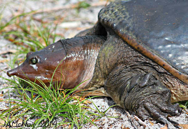 Florida Softshell Turtle | Project Noah