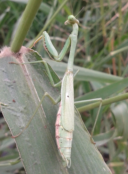 Campamocha o mantis o matacaballo | Project Noah
