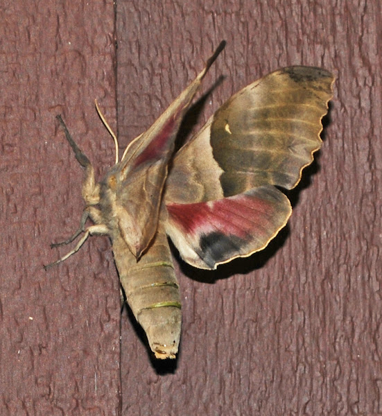 Big Poplar Sphinx Moth | Project Noah