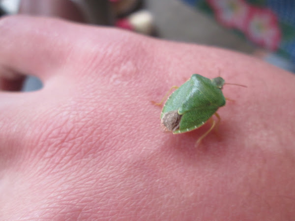 Green Shield Bug | Project Noah