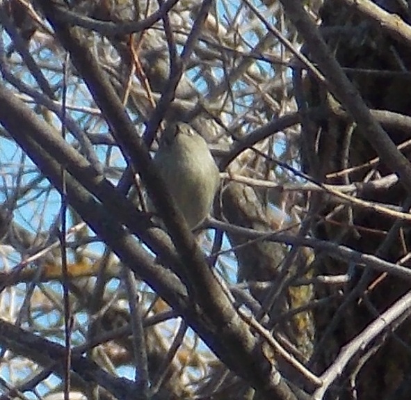 Ruby-crowned Kinglet | Project Noah