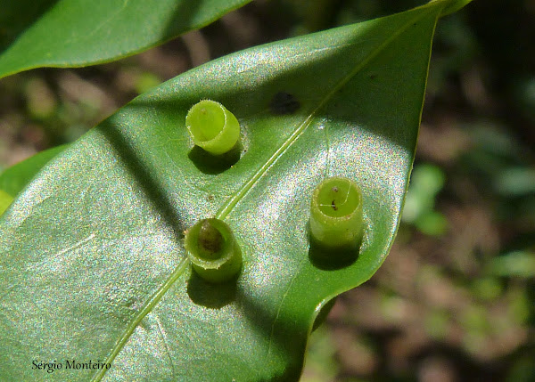 Cone shapped galls | Project Noah