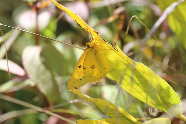 Clouded Sulphur | Project Noah
