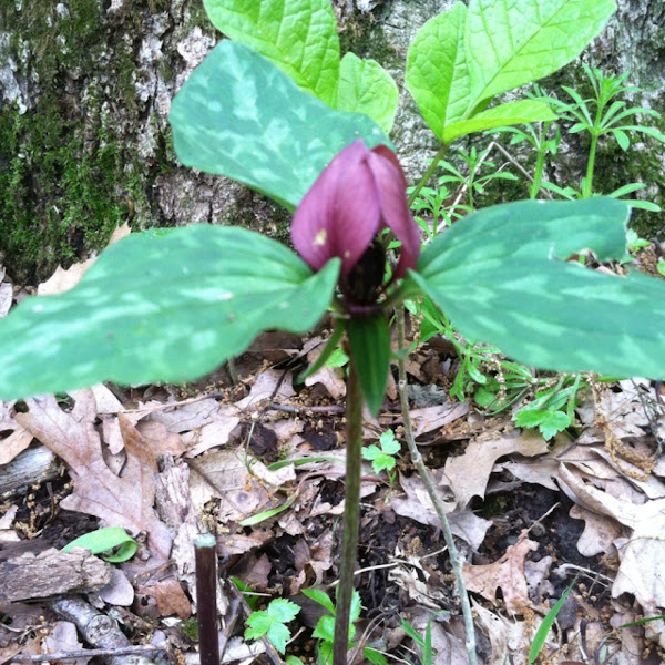 Red Trillium | Project Noah