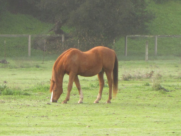 Horses | Project Noah