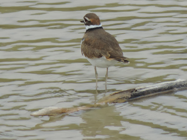 Killdeer | Project Noah