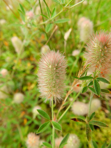 haresfoot clover | Project Noah