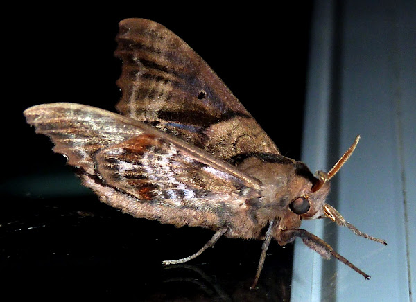 Blinded Sphinx Moth | Project Noah