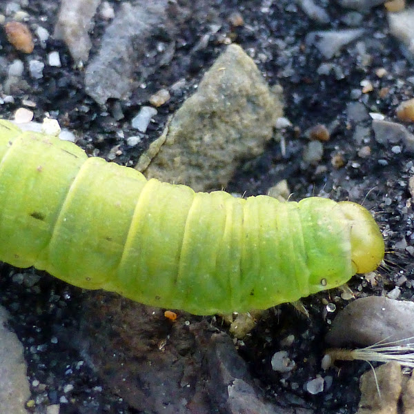 Large Yellow Underwing Larva | Project Noah