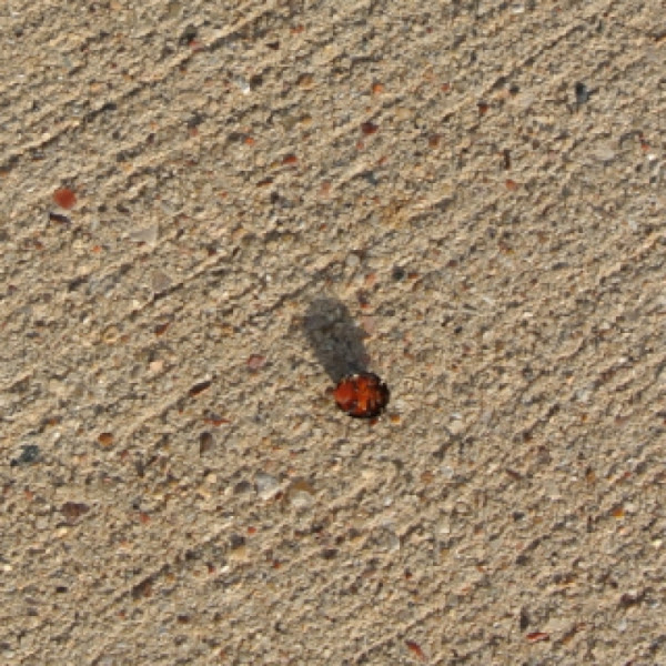 Twice Stabbed Lady Bugs | Project Noah