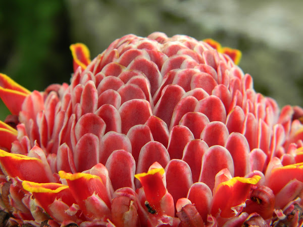 Torch Ginger | Project Noah