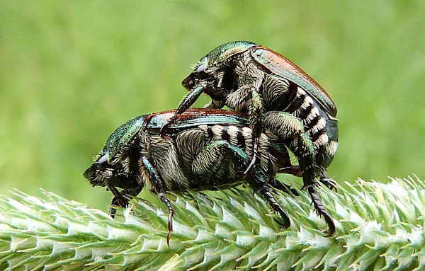 Japanese Beetles (mating) | Project Noah