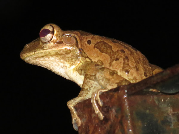 Cuban tree frog | Project Noah