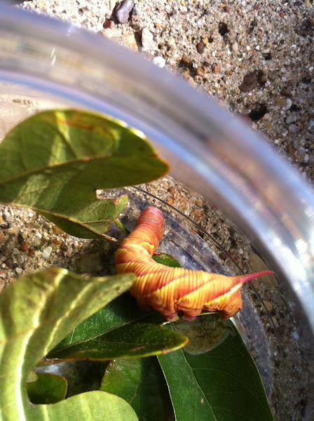 Great Ash Sphinx Caterpillar (Horn worm) | Project Noah