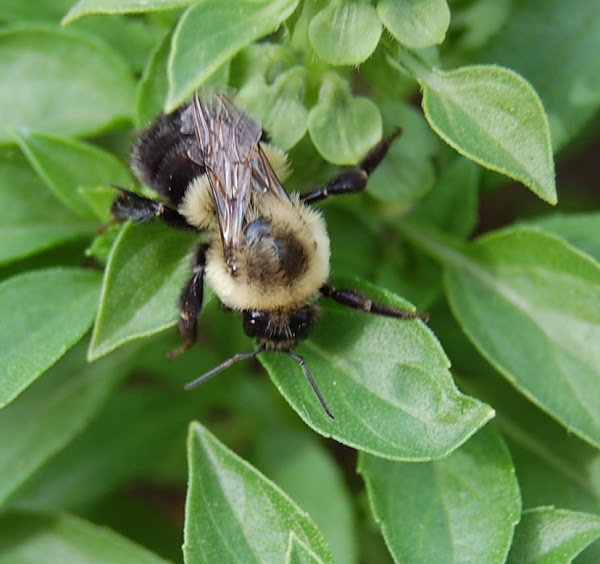 Common Eastern Bubble Bee | Project Noah
