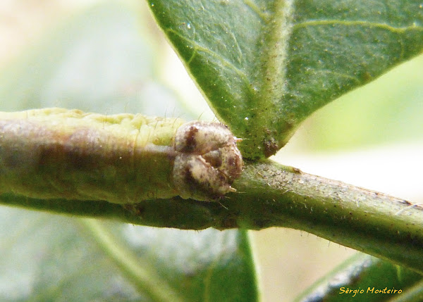 Geometer caterpillar | Project Noah