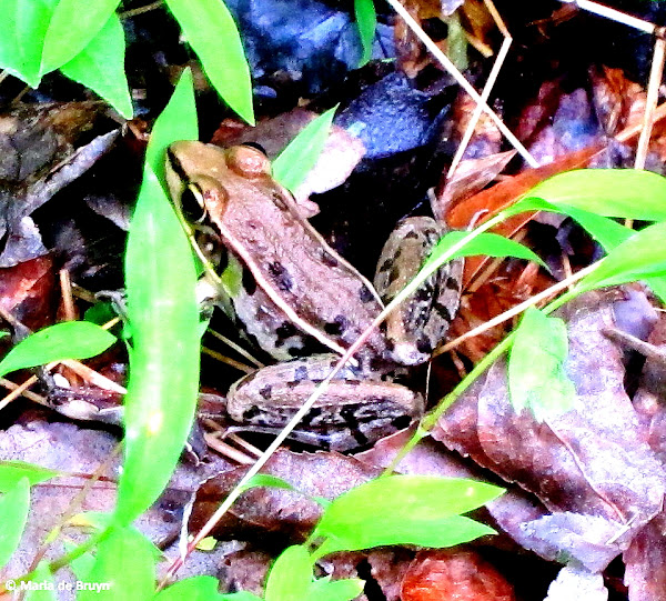 Southern leopard frog | Project Noah