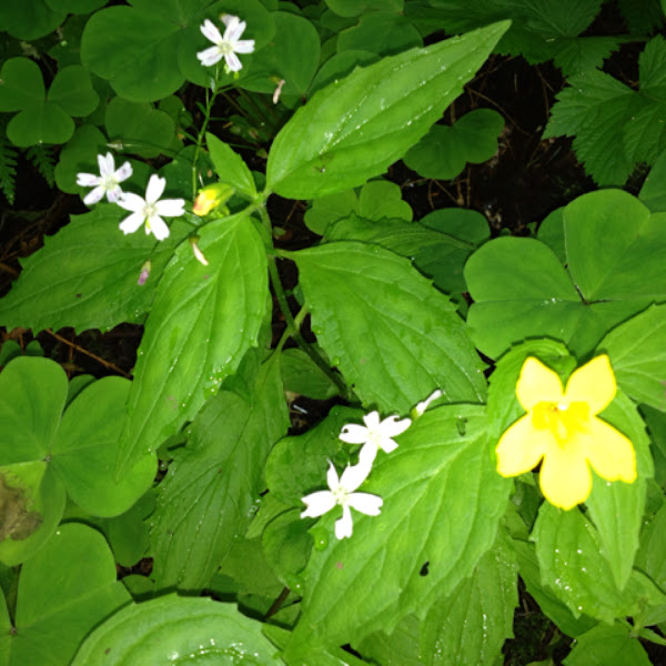 Northwest forest plants | Project Noah