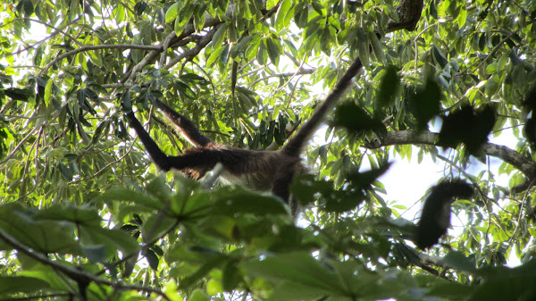 Geoffroy's spider monkey | Project Noah