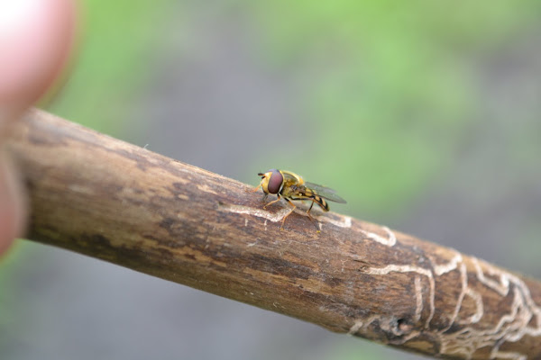 american hoverfly | Project Noah