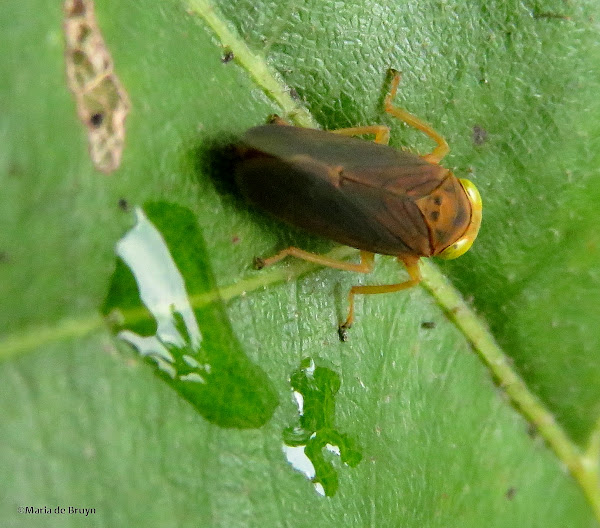 Leafhopper | Project Noah